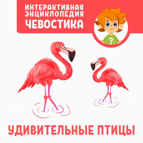 Приключения Чевостика: Удивительные птицы - Приключения Чевостика ...