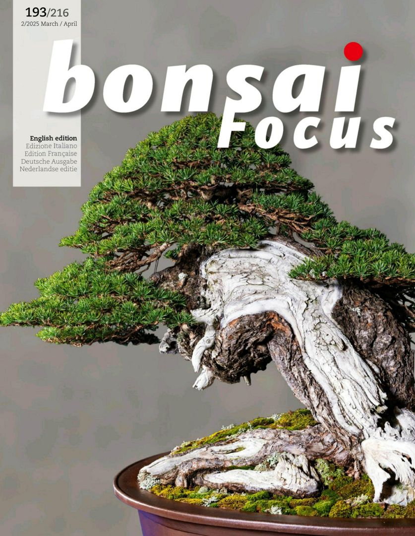 Bonsai Focus - март апрель 2025 г. - BDS - скачать на Wildberries Цифровой | 480104