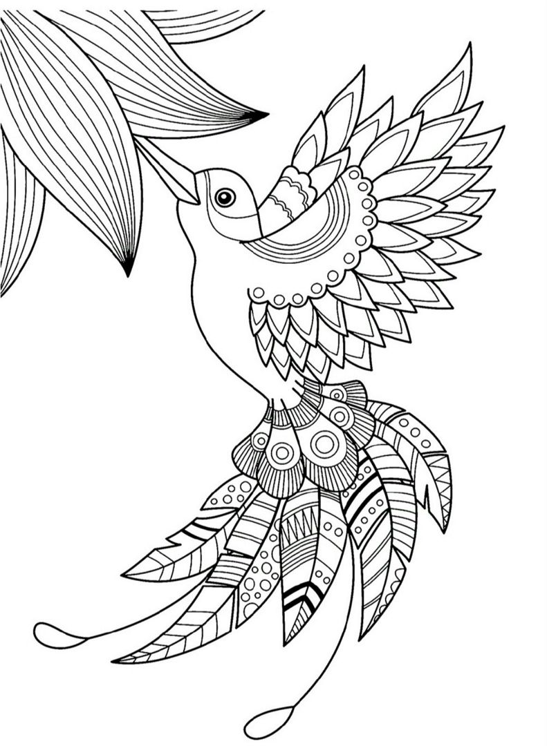 Расскраска птица колибри - 2 карандаша - скачать на Wildberries ...