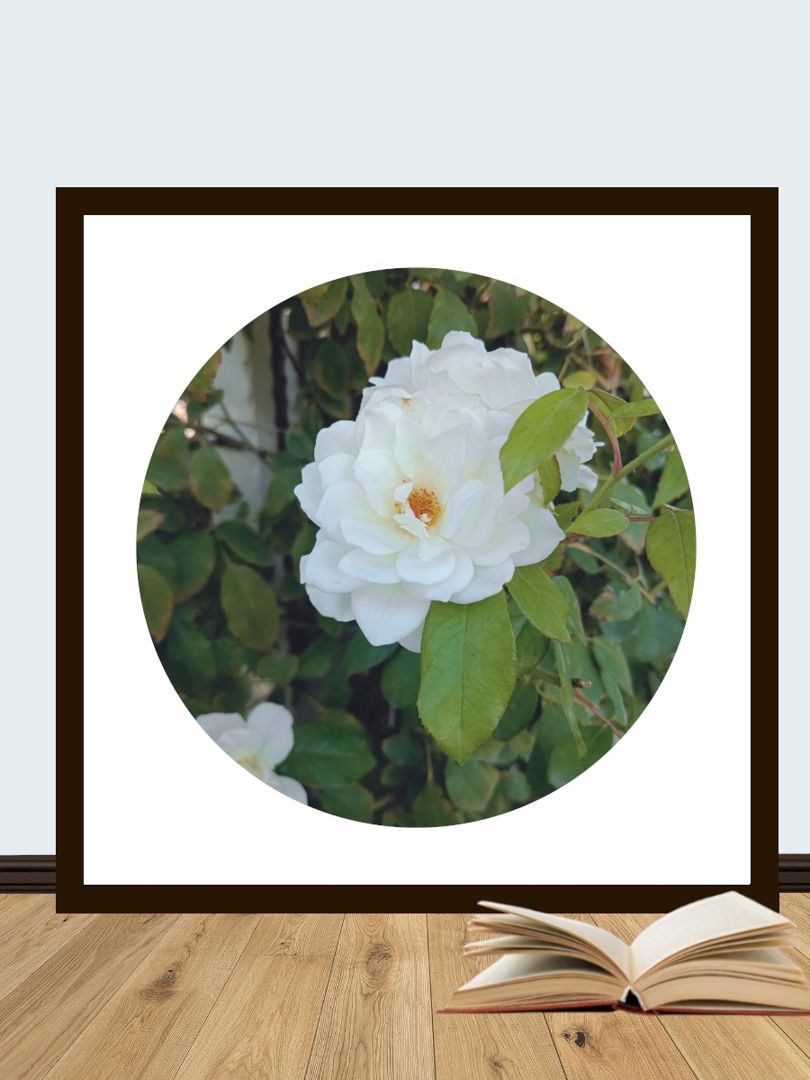 Интерьерный квадратный постер на стену 60х60 белый цветок роза - Анна ...